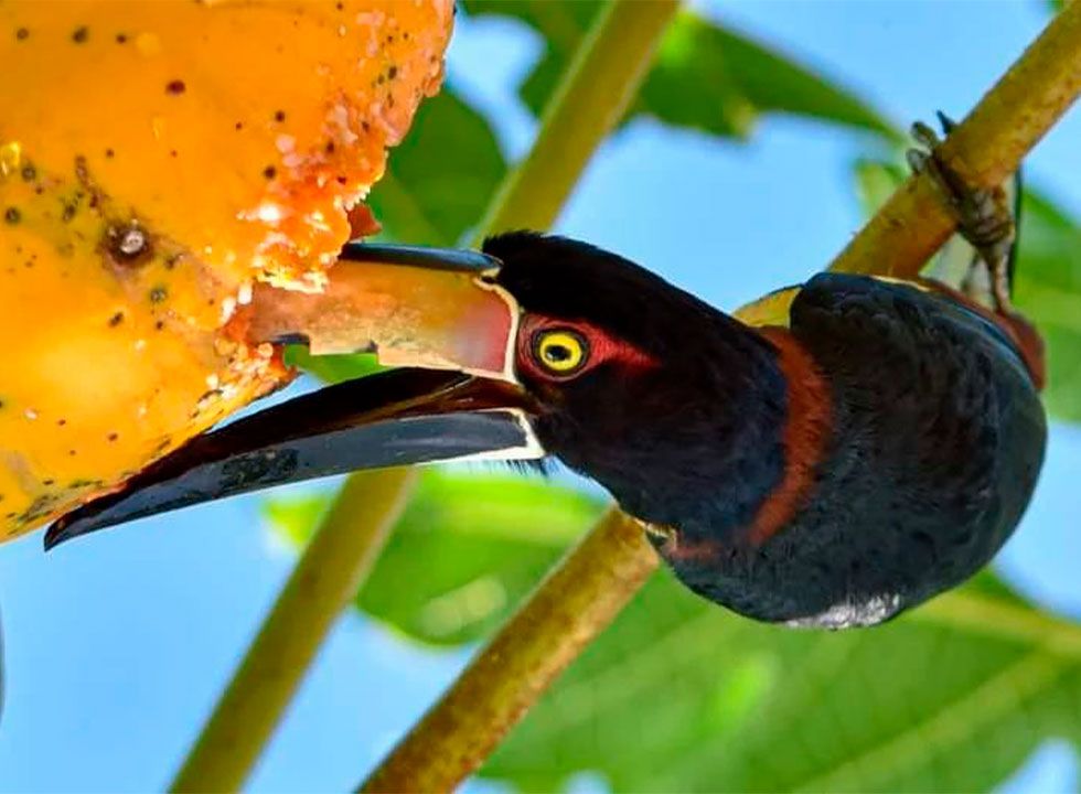 Avistamiento de aves en Barrancabermeja