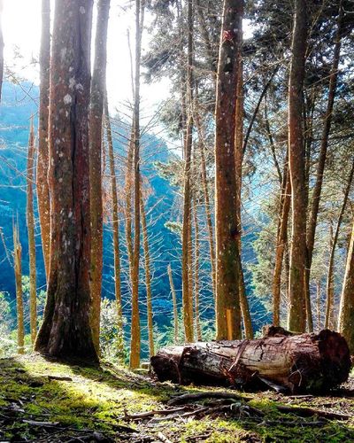 Camping Campamento el Carajo